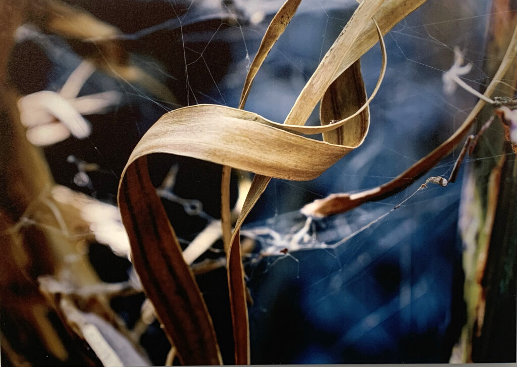 Naturmomente im Objektiv des Künstlers Wolfram Schmidt - dieBildschirmzeitung